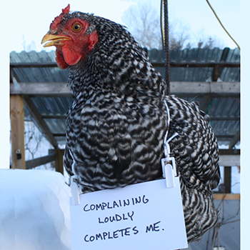10 Farmed Animals who are Silly and not Ashamed to Admit it