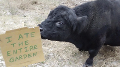 10 Farmed Animals who are Silly and not Ashamed to Admit it