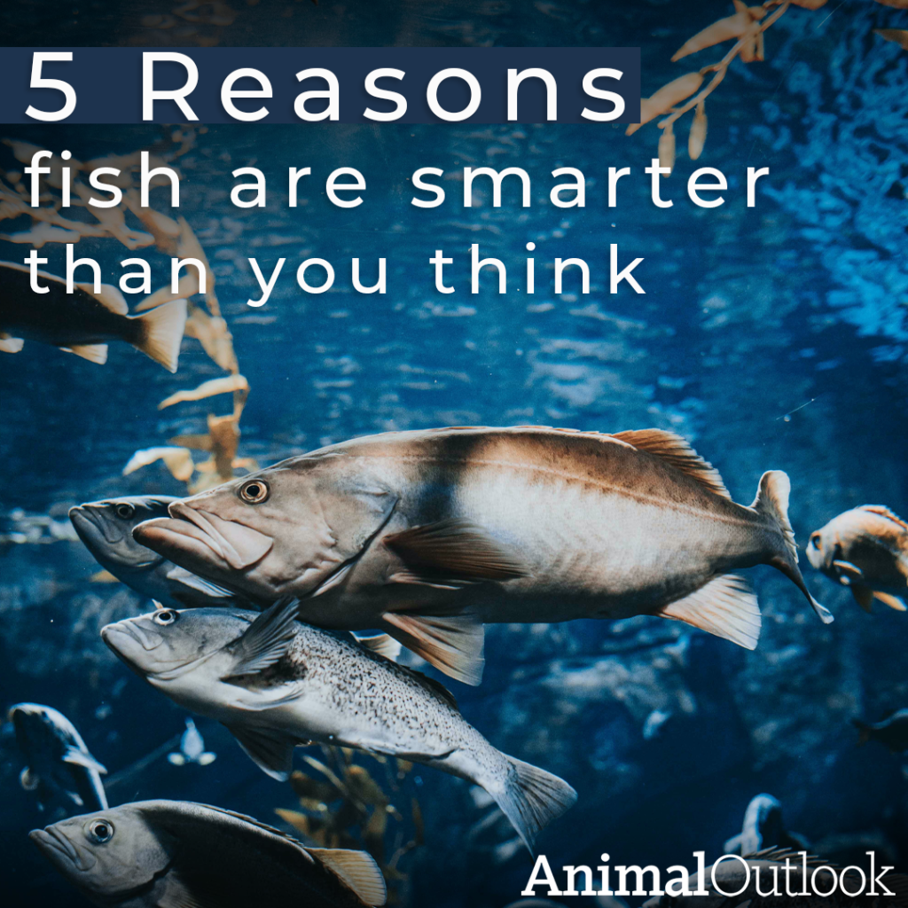 5 Reasons Fish Are Smarter Than You Think - Animal Outlook