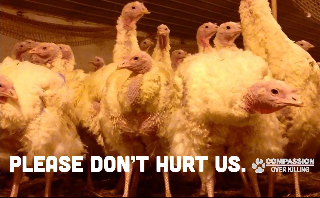 Choosing Compassion: Give Turkeys Something to Be Thankful For