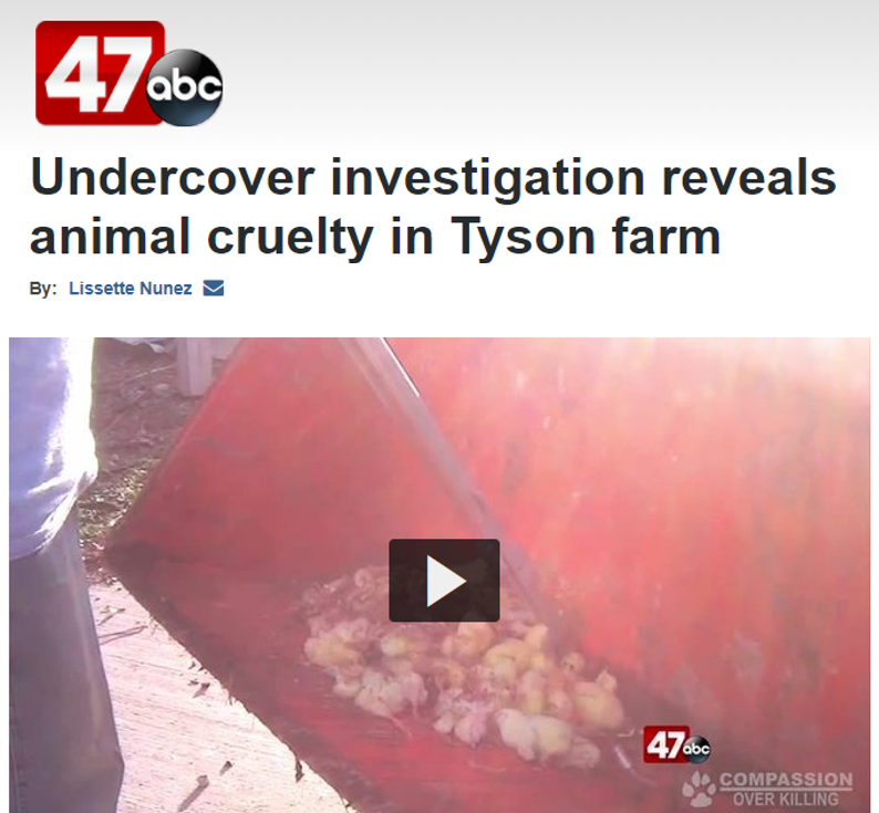 Tyson Investigation Media 2 - Animal Outlook