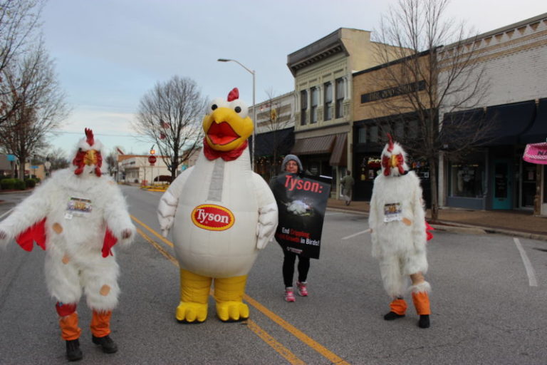 "Injured Chickens" Race from Cruelty at Tyson's Hometown Marathon ...