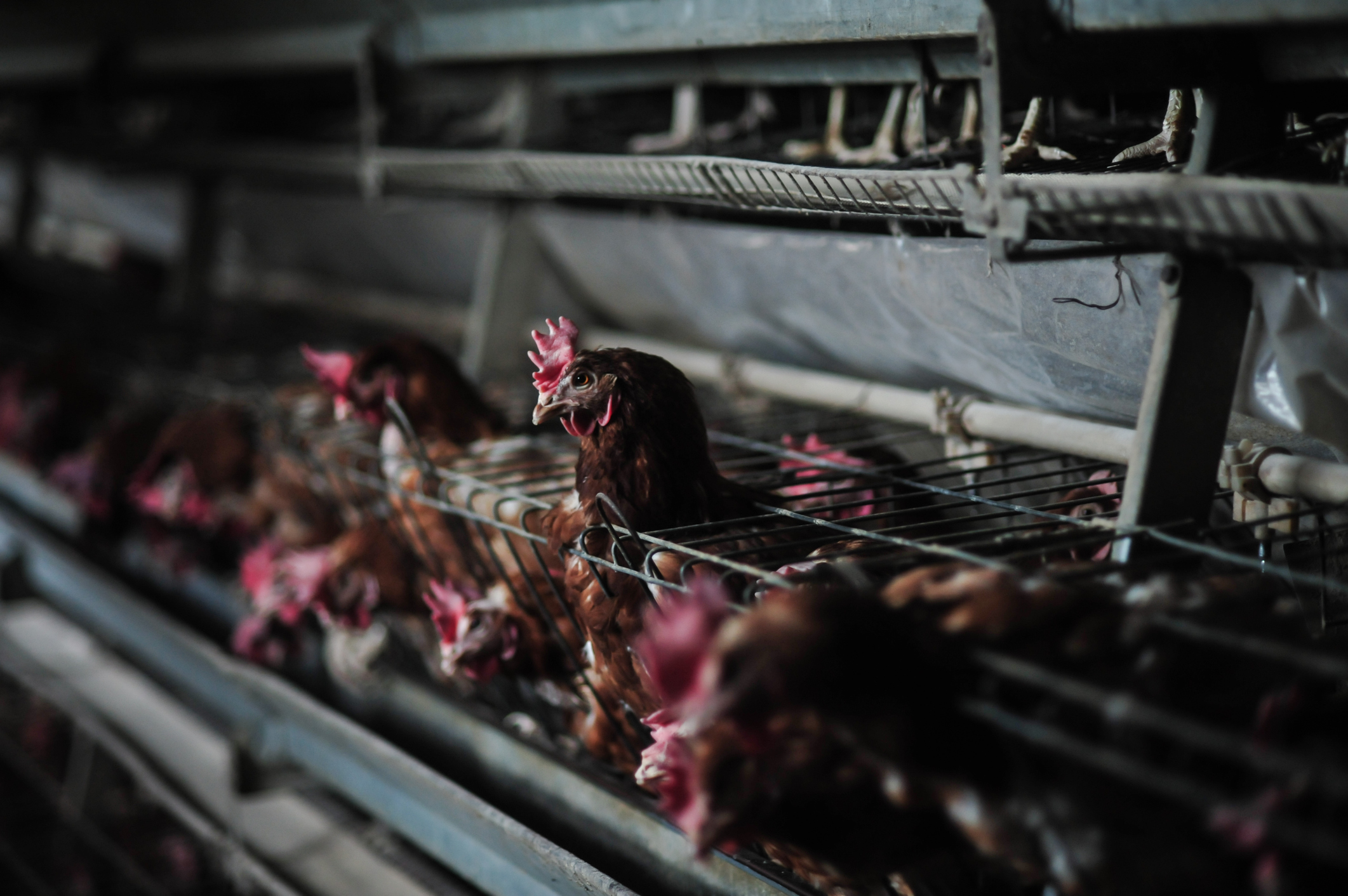 Factory Farm Chicken