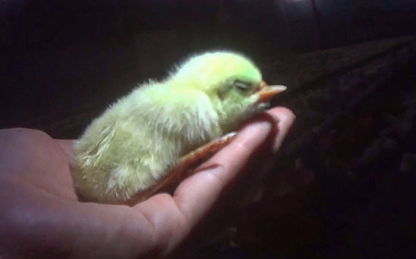 Campaigns | Animal Outlook