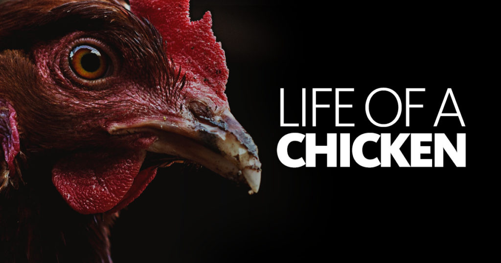 The Life of a Chicken - Animal Outlook
