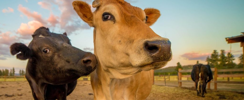 Animal Intelligence: Fish Use Toolsl, Cows Have Friends | Animal Outlook