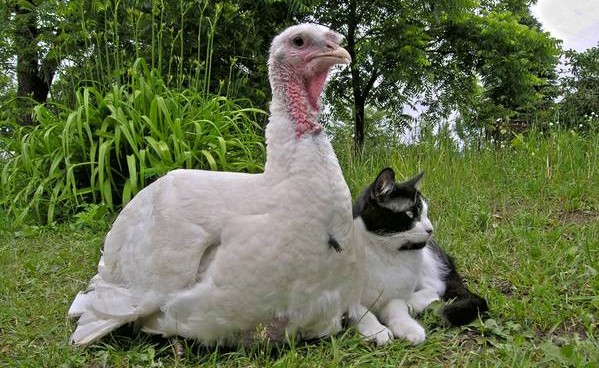 Turkeys: Leave Them Off Your Plate and in the Wild | Animal Outlook