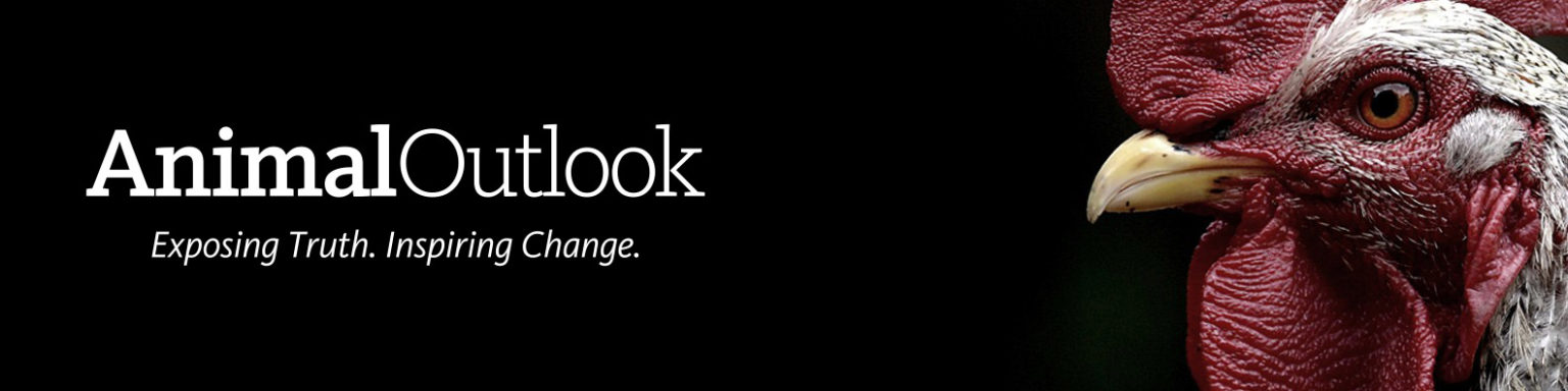 Animal Outlook Newsletter: Exposing truth, inspiring change