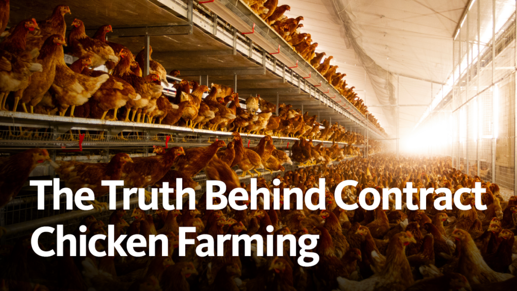 Behind the Curtain of Contract Chicken Farming - Animal Outlook