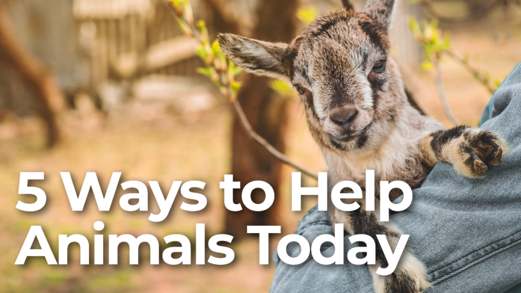 5 Ways to Help Animals Today - Animal Outlook
