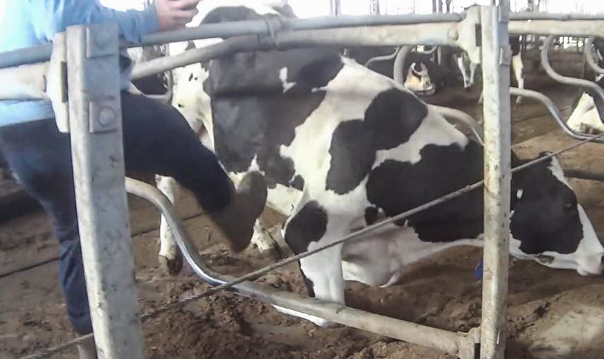 The Five Worst Things Our Undercover Investigations of Dairy Facilities ...