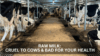 Raw Milk: Cruel to Cows & Bad for Your Health - Animal Outlook