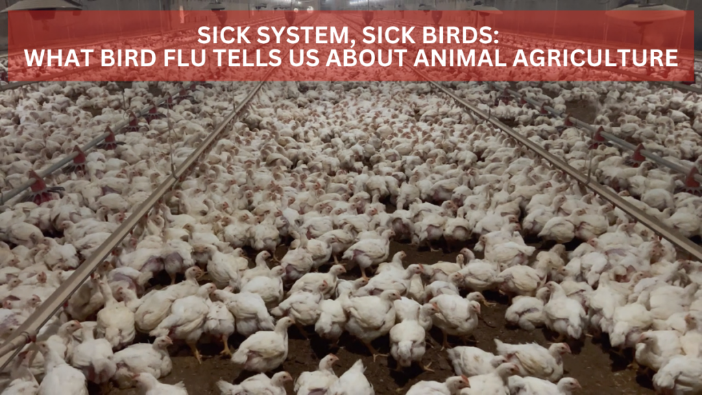 Sick System, Sick Birds: Bird Flu & Animal Agriculture - Animal Outlook